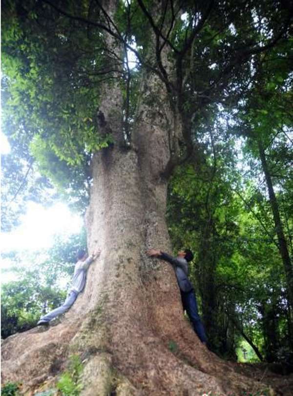 Chinese ‘rare wood investor’ pays 1.68 million yuan for common lumber ...