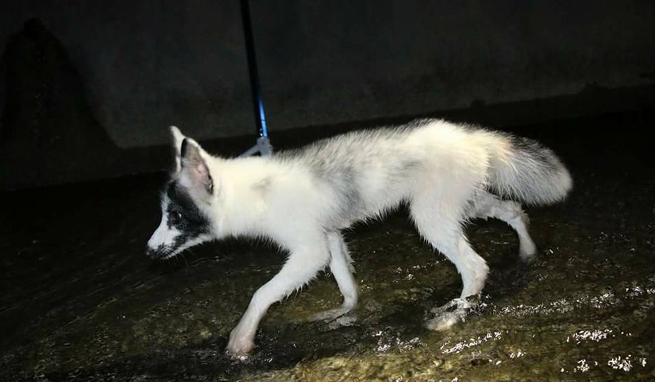 A long way from home: rare white fox found on Lantau hiking trail ...