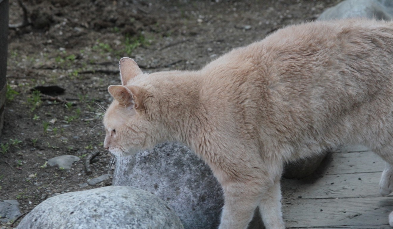 Stubbs the cat, honorary mayor of Alaskan town, dies aged 20 | South ...