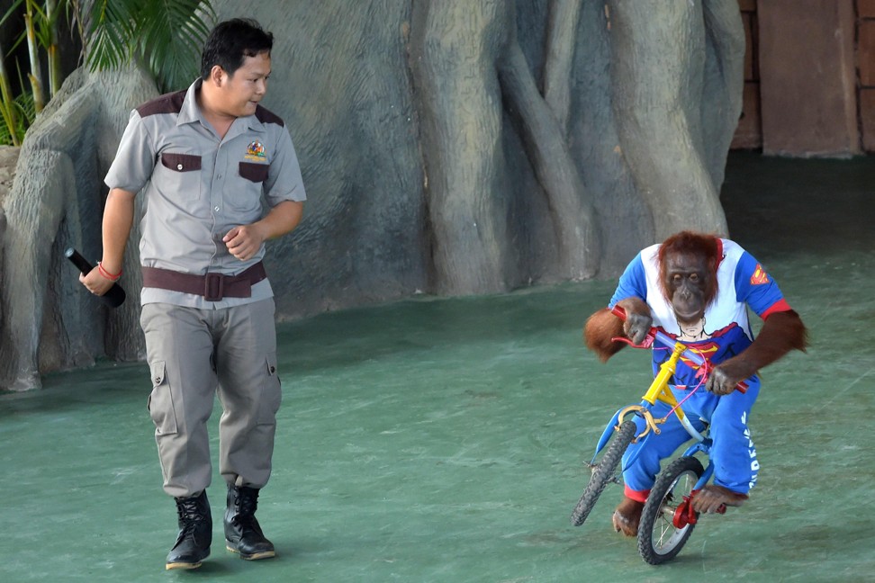Cambodian Prime Minister Hun Sen watches orangutans dance at new zoo ...
