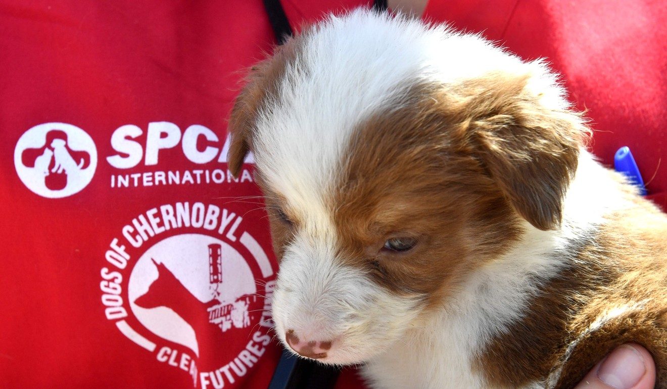 Atomic dogs: Chernobyl’s strays being groomed for new life in US ...