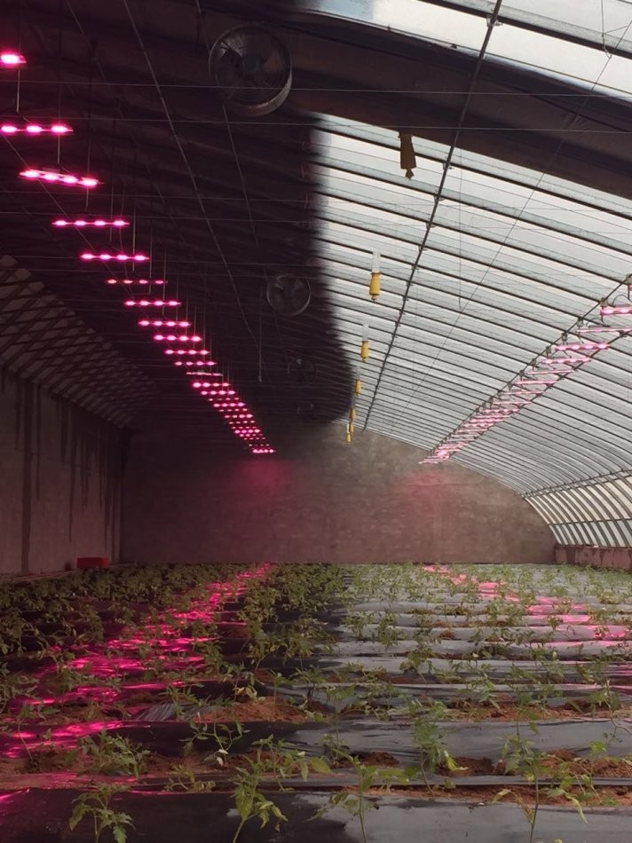 China is making its vegetables grow bigger, faster and stronger ...