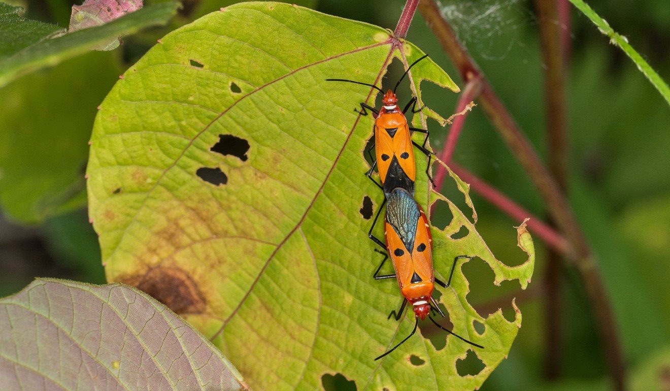 Surprising Hong Kong: a celebration of city’s wildlife in all its ...