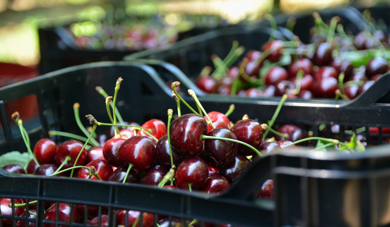 China’s cherry phenomenon bucking trend of the overall economic ...