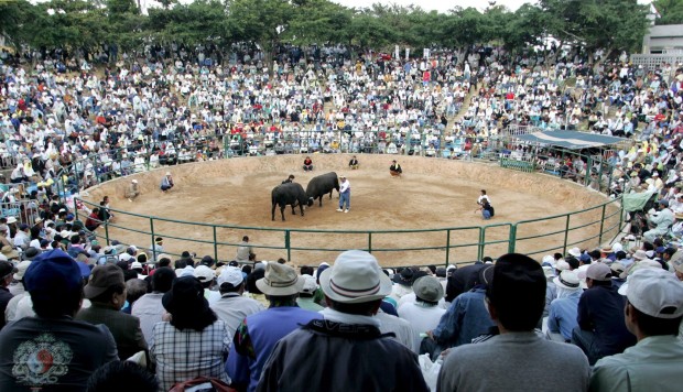 Japanese bullfighting organisers lifted long-standing ban on women ...