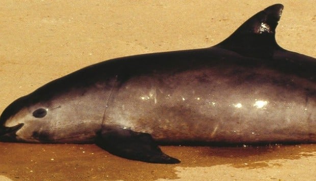 Chinese appetite for fish maw drives ‘panda of the sea’ to brink of ...