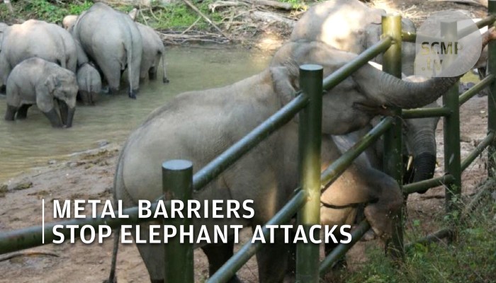 Metal barriers set up in Chinese village to protect residents from wild ...