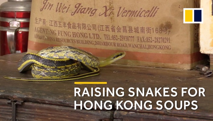 Raising snakes for Hong Kong soups | South China Morning Post