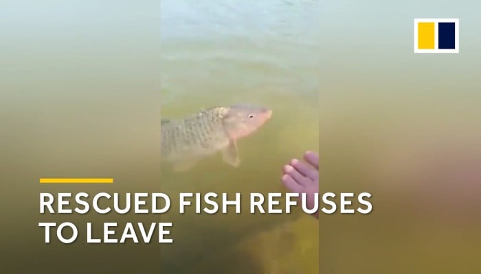 Fish released into wild after being rescued refuses to leave | South ...