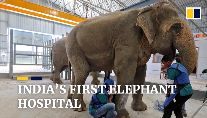 Abused elephants nursed at India’s first elephant hospital | South ...