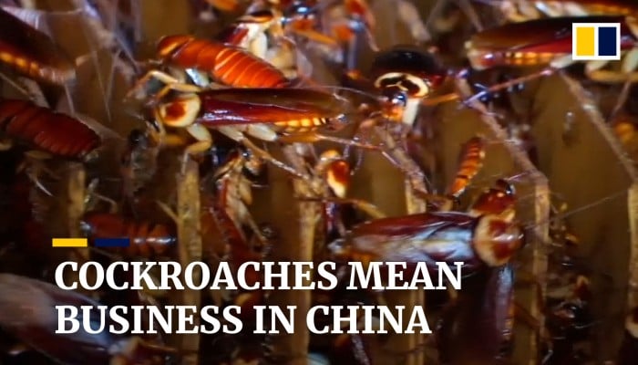 Pest to protein: China processes waste with cockroaches | South China ...