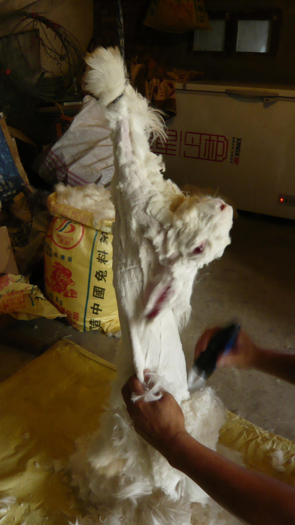 Video of Chinese farmers ripping fur off live rabbits damages angora ...