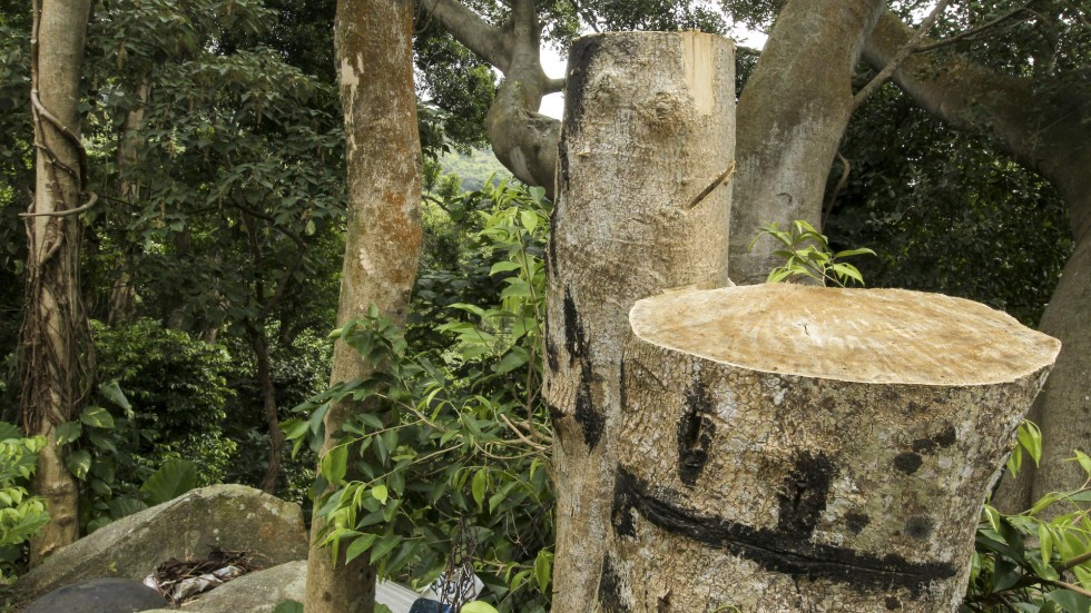 Poachers vs Lamma islanders in battle for rare incense trees | South ...