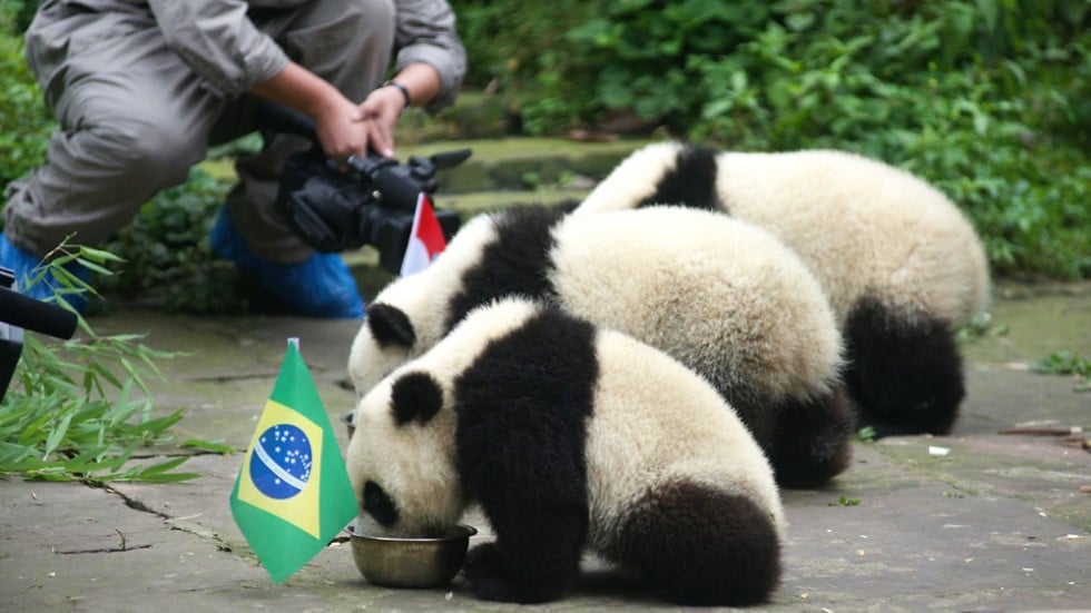 Plan to use pandas to forecast World Cup winners cancelled | South ...