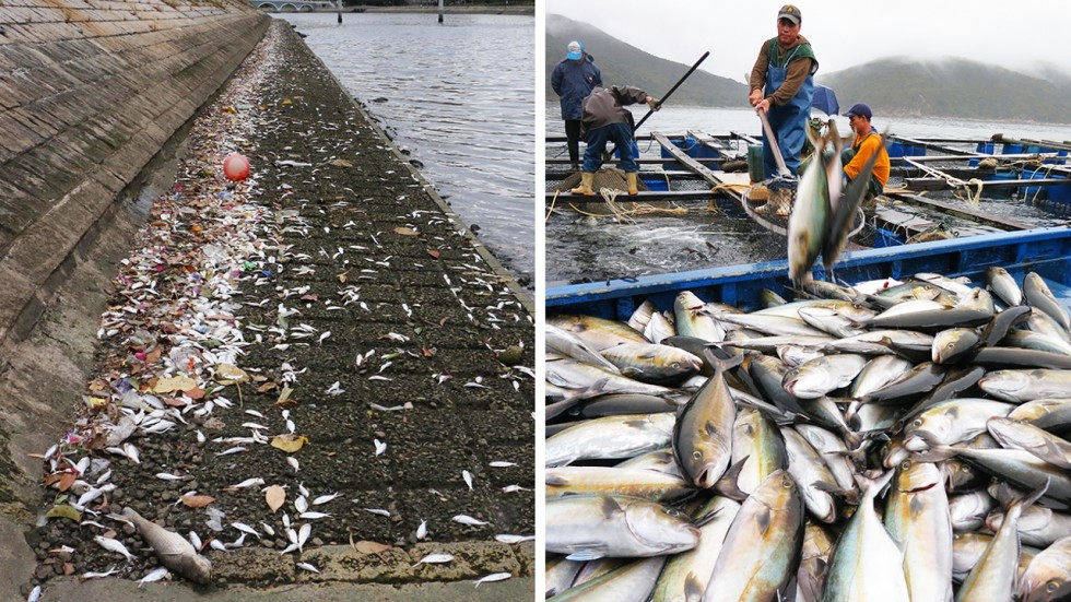 ‘Unprecedented disaster’ for Hong Kong fish farmers: deadly red tide ...
