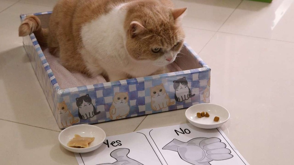 Brother Cream, Hong Kong’s celebrity cat, now lapping it up for charity ...