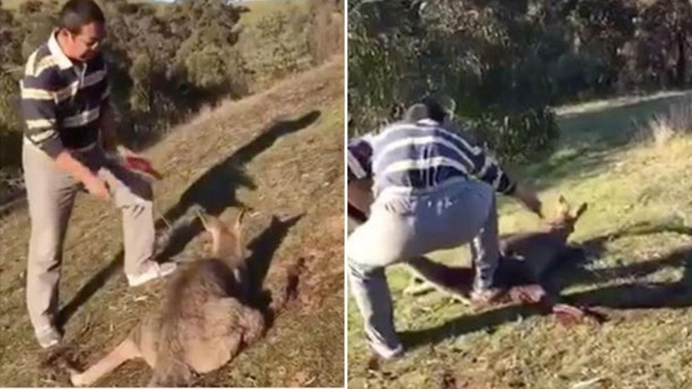 Chinese man charged with stabbing kangaroo to death in Australia ...