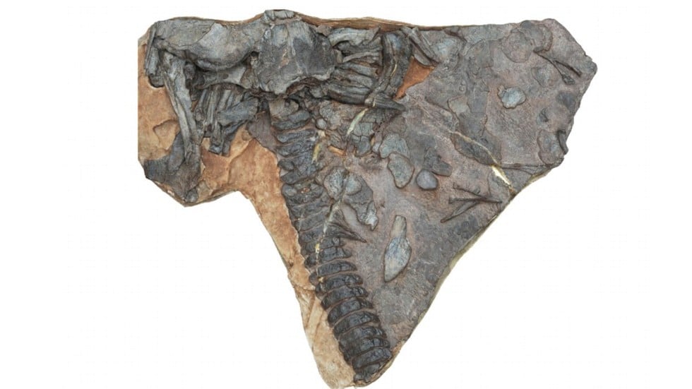 China’s monster fish fossil reignites tetrapod evolution debate | South ...
