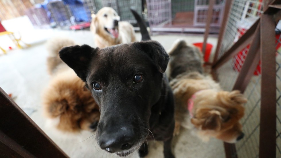 Woman’s labour of love to help Hong Kong’s old and ailing dogs | South ...