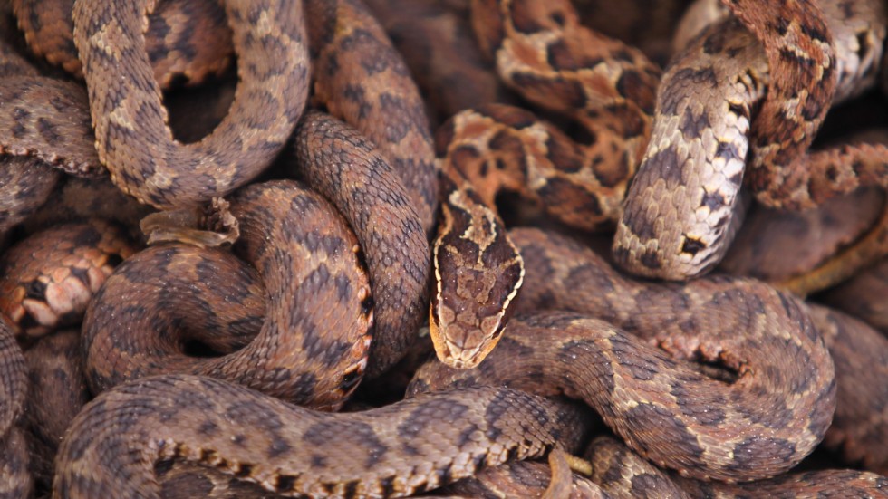 Business is writhing in a Chinese village charmed by 3 million snakes ...