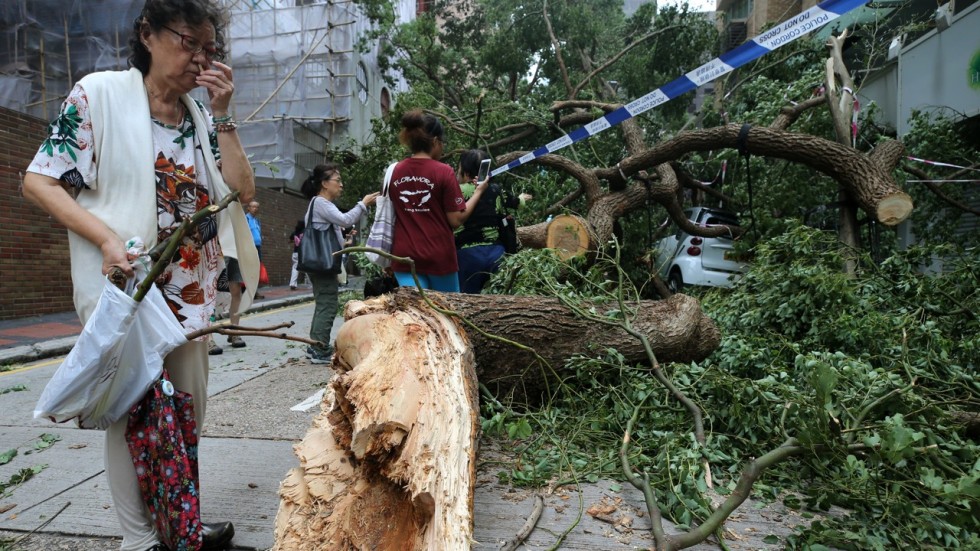 ‘I have feelings for the trees’: Typhoon Mangkhut aftermath sparks ...