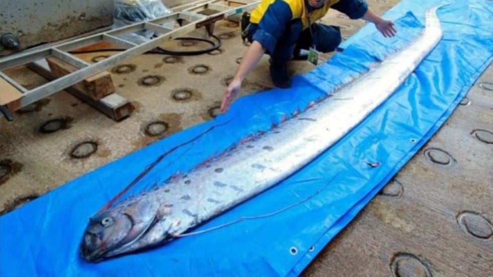 Japan earthquake, tsunami fears heighten after oarfish sightings but ...