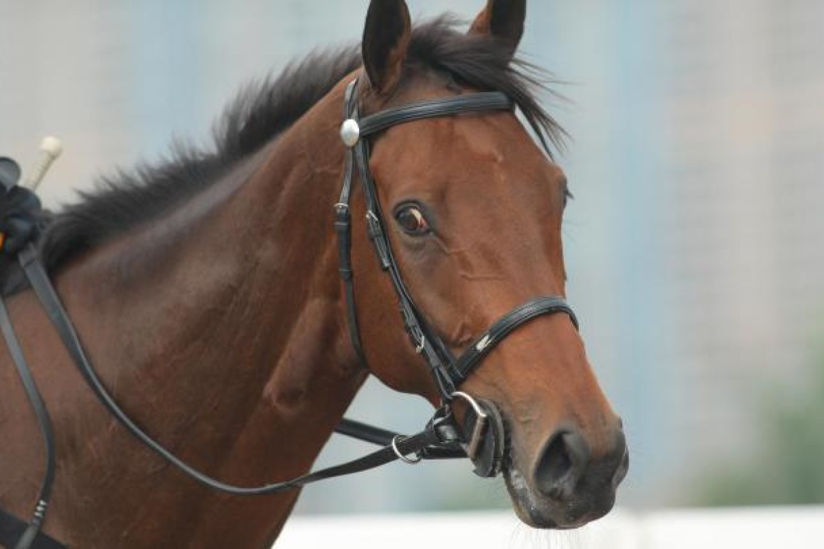 Injury curbs Ambitious Dragon's Gold Cup goal | HK Racing | South China ...