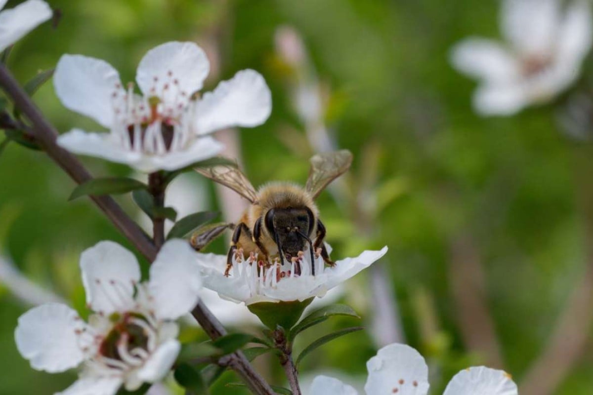 Honey wars: what’s killing New Zealand's manuka bees? | Post Magazine | South China Morning Post