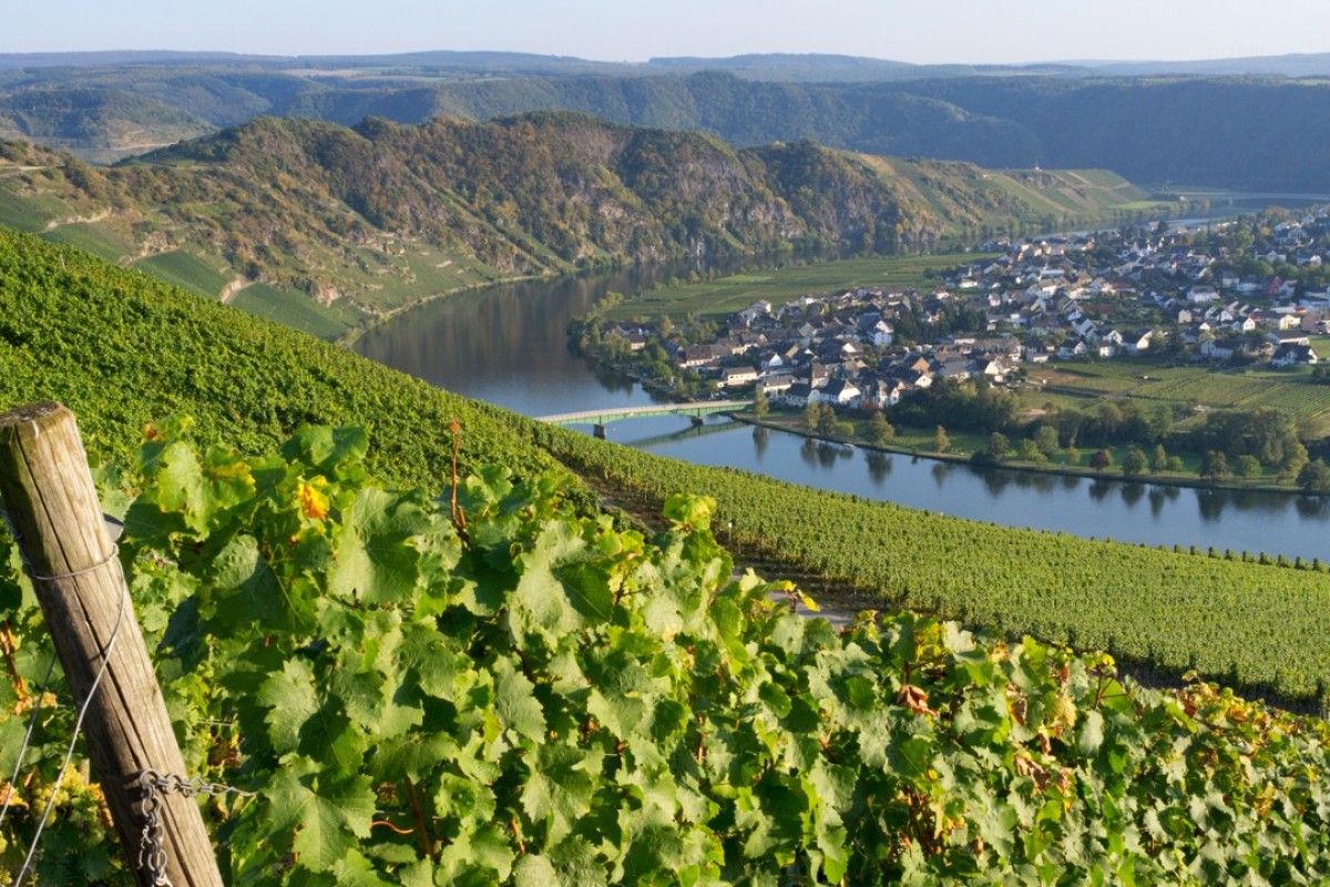 Grapes meet slate in powerful, rich, complex Mosel rieslings | Post ...