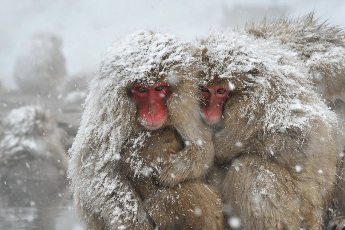 Japanese Alps in winter: snow, sake … and monkeys in hot springs ...