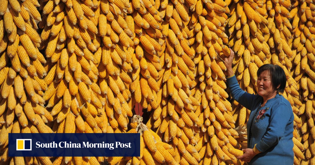 Why Hong Kong has the Fujianese to thank for sweetcorn | Post Magazine ...
