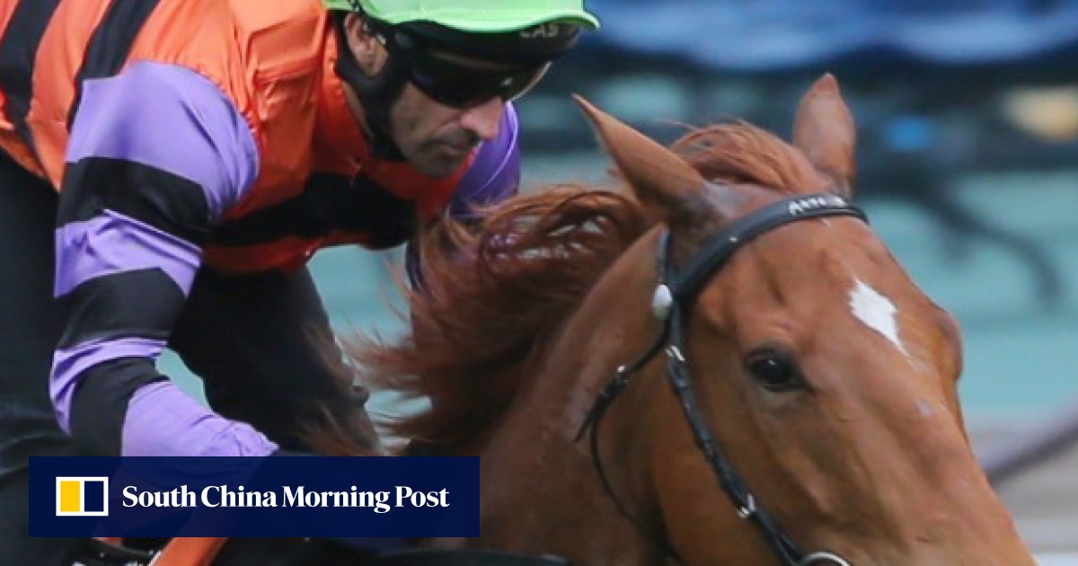 Neil Callan is building momentum and says Speedy King has the pace to ...