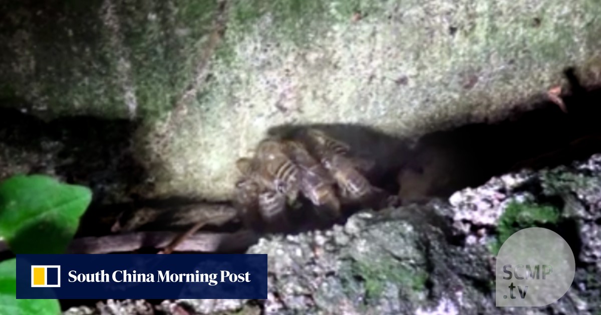 Hong Kong bees form "hot defensive bee ball" to boil a hornet to death ...