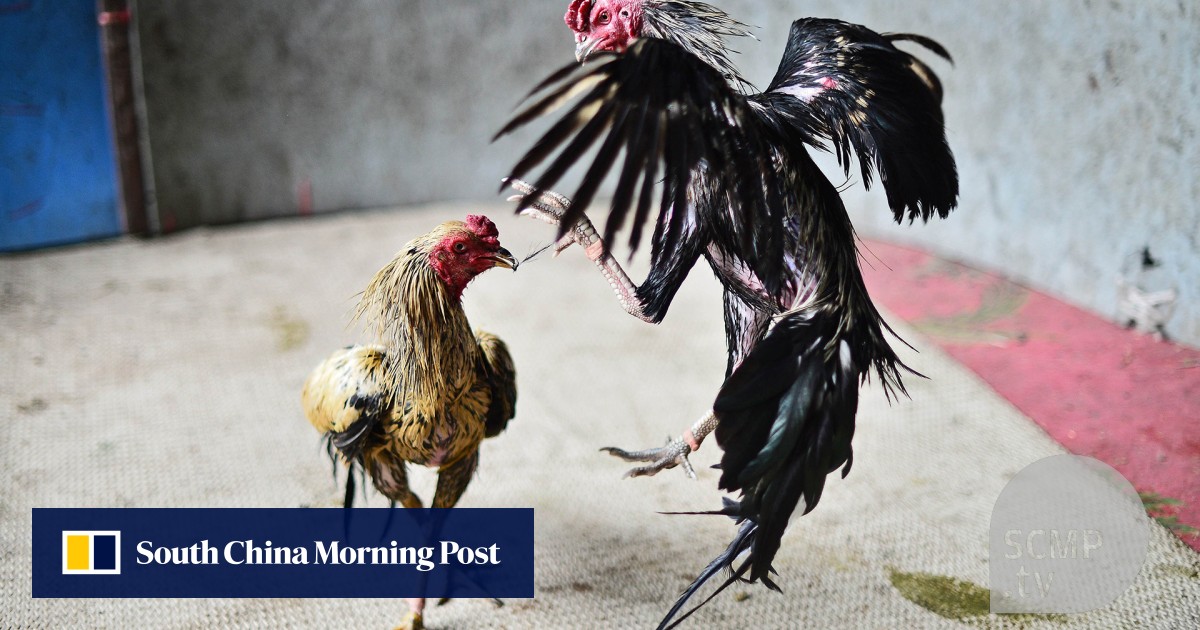 Feathers fly over Thailand's lucrative cockfighting pits | South China ...
