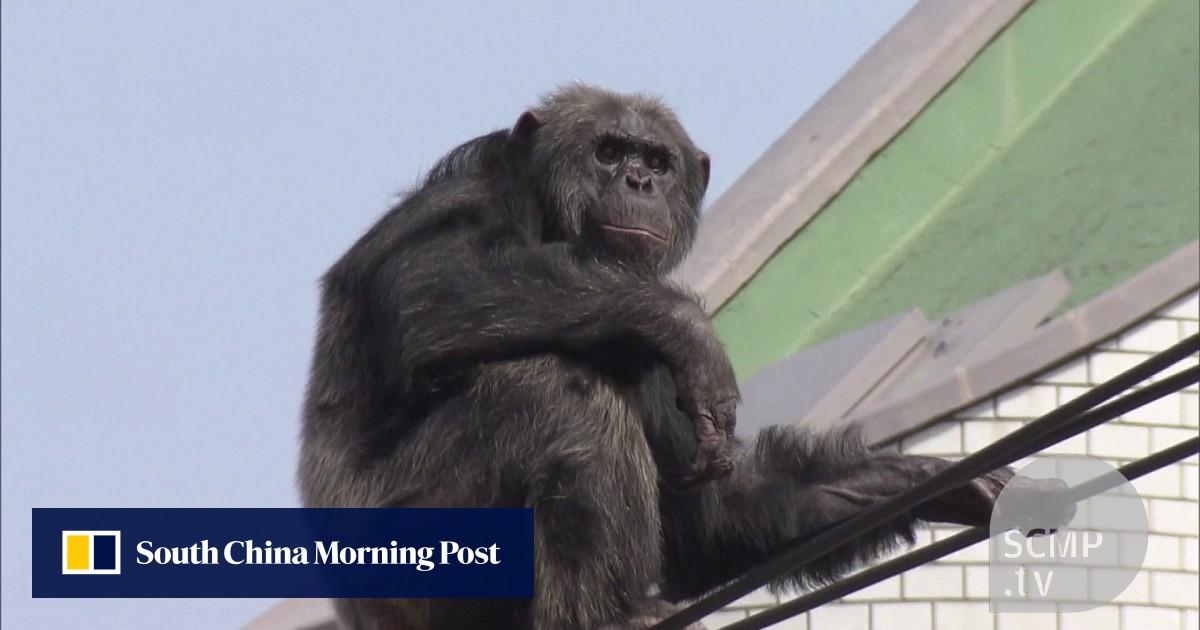 A runaway chimpanzee was shot with a tranquilliser gun on TV | South ...