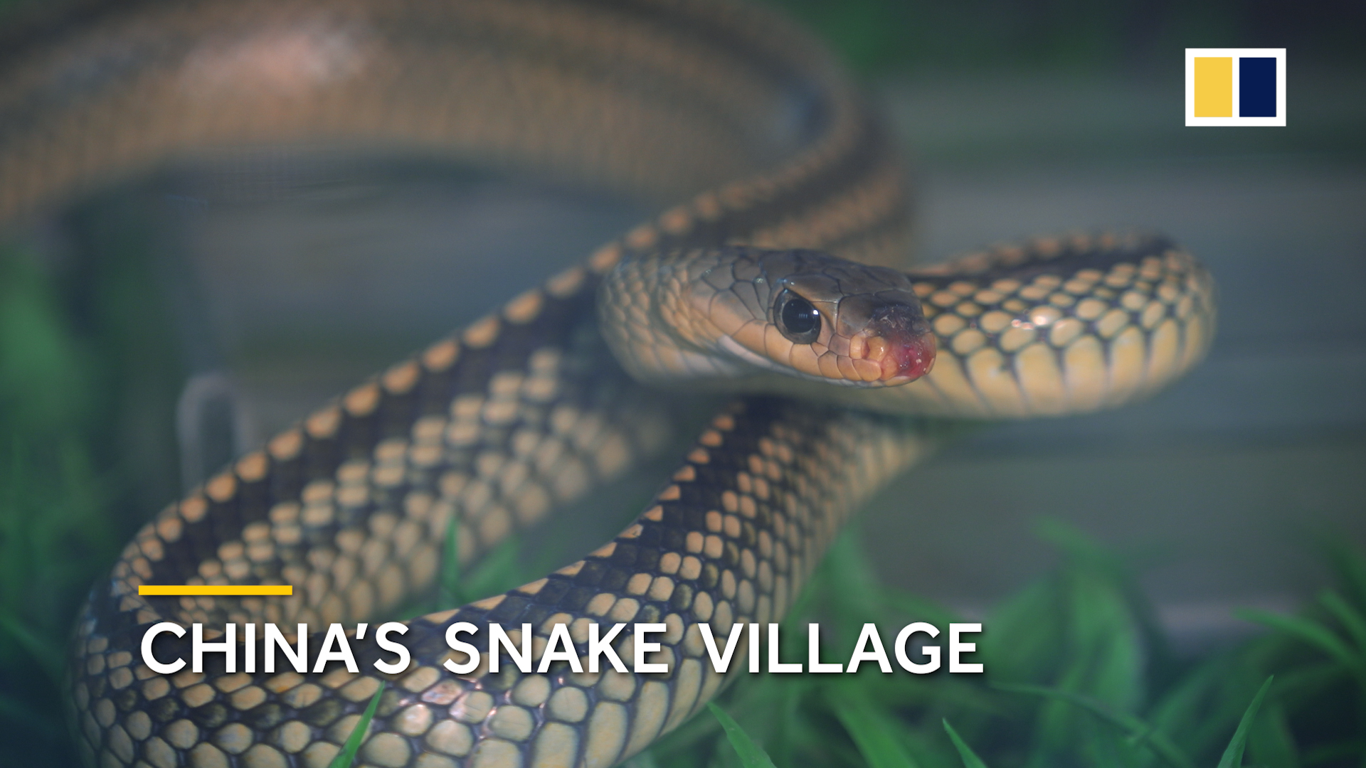 Business is writhing in a Chinese village charmed by 3 million snakes ...